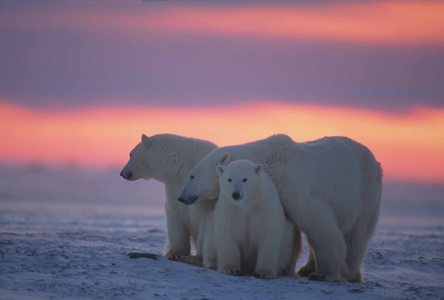 Eight Interesting Facts About Polar Bears That You Must Know eight-interesting-facts-about-polar-bears-that-you-must-know