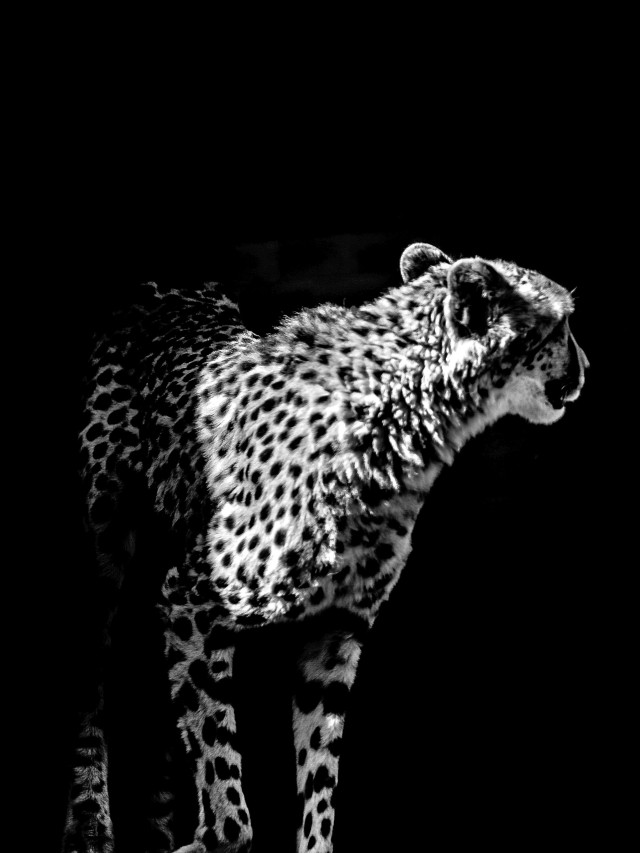 Cat Lovers Unite Can You Crack Our Big Cat Quiz Byju s Blog cat-lovers-unite-can-you-crack-our-big-cat-quiz-byju-s-blog