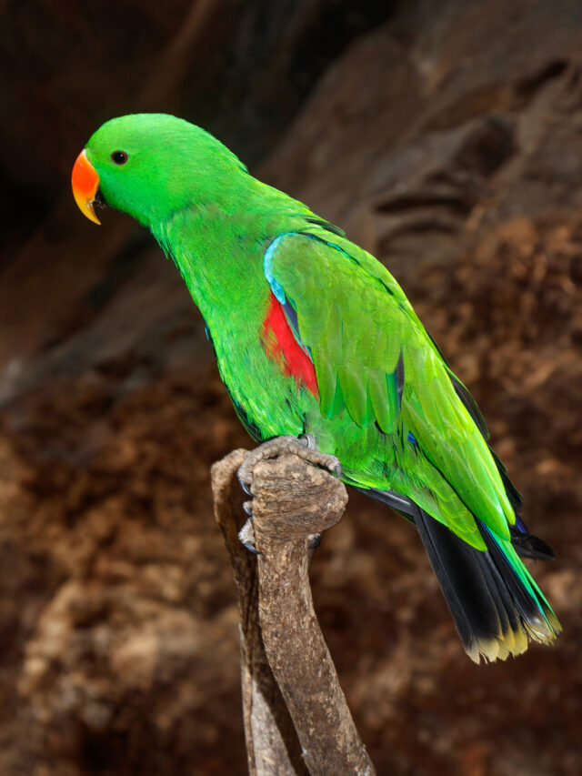 Very Beautiful Parrots